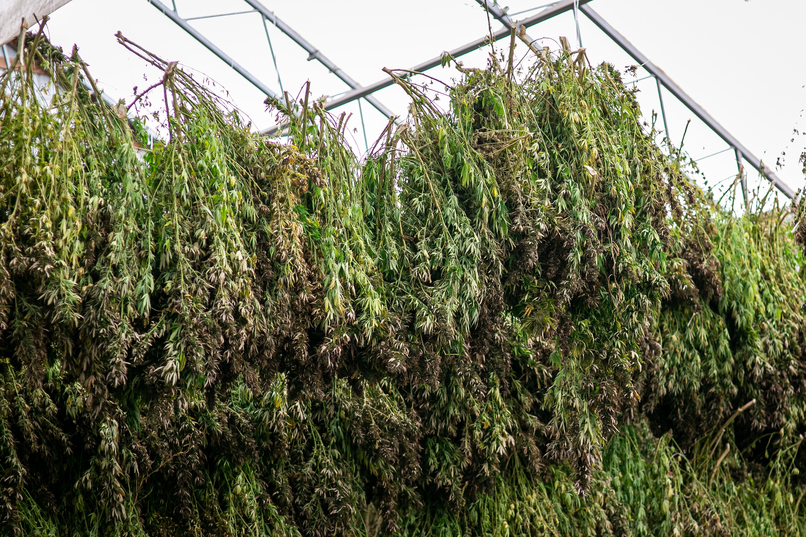 Harvesting Hemp 2022 – Wellness Tree Farms