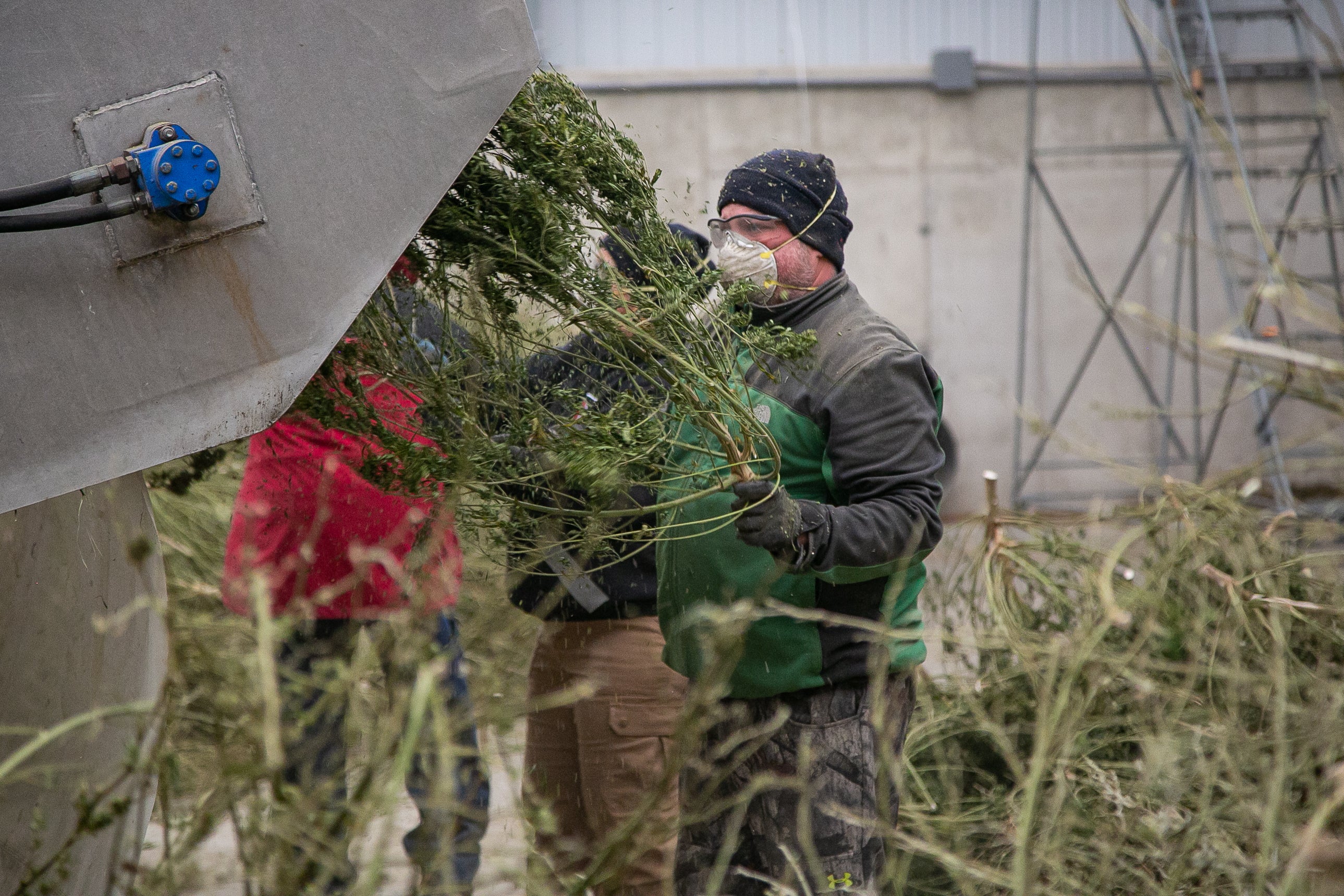 WATCH: Hemp plant bucking underway at Wellness Tree Farms